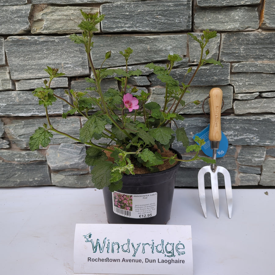 ANISODONTEA Lady in Pink – Windyridge Garden Centre