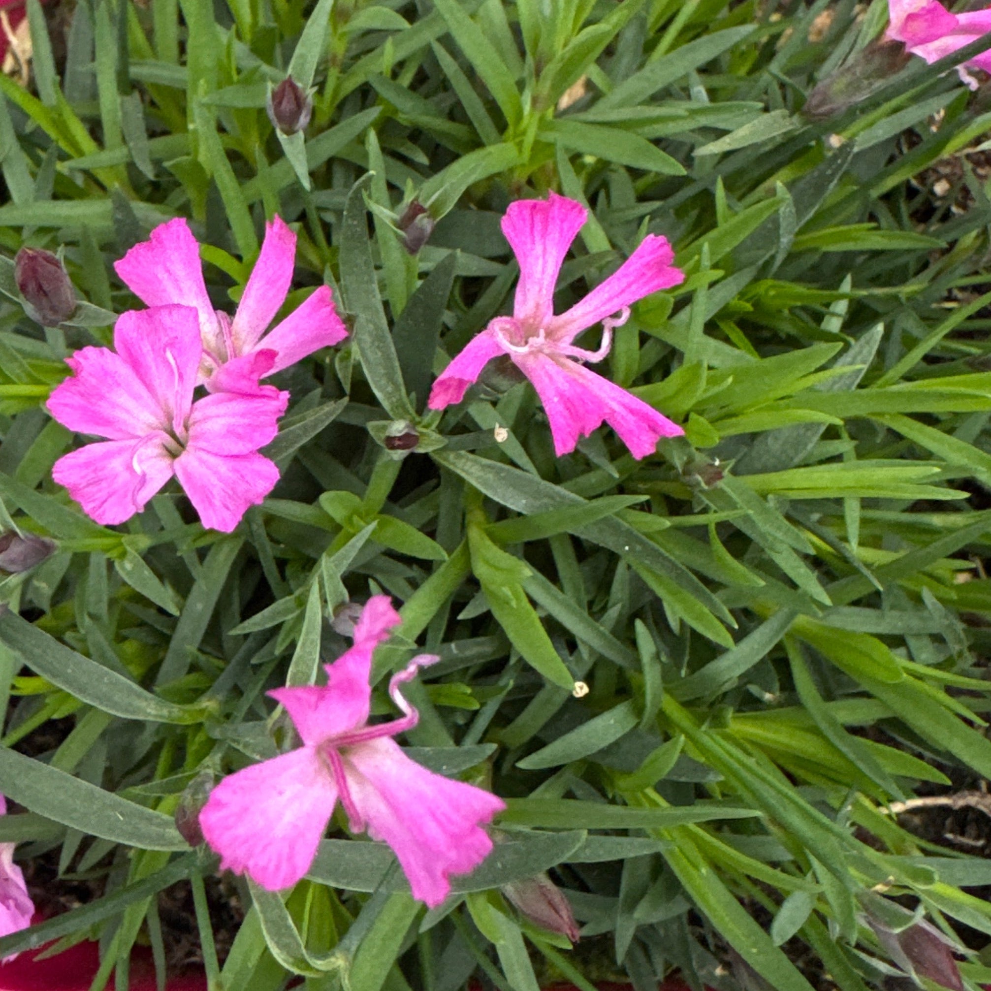 Dianthus Kahori 2L – Windyridge Garden Centre