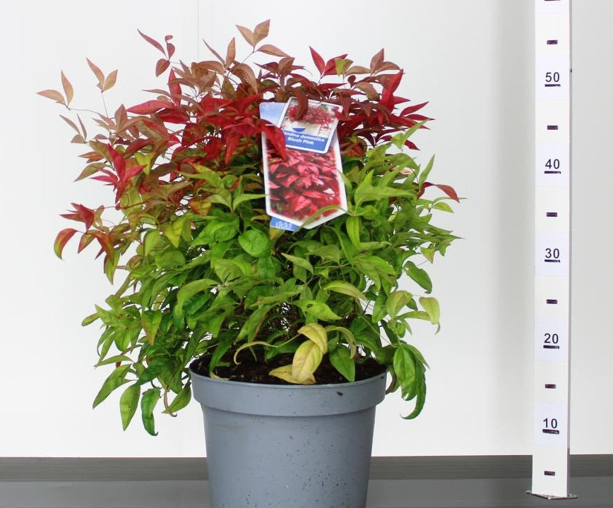 Nandina dom. Blush Pink / 5 Ltr pot – Windyridge Garden Centre