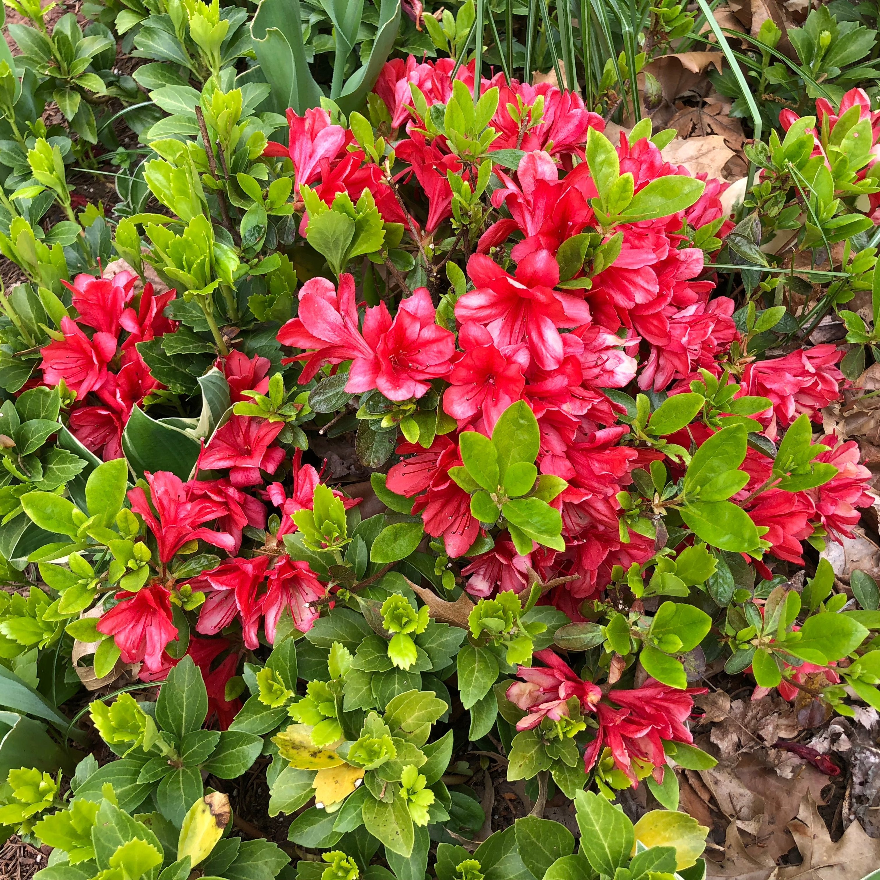 Azalea (J) Red 10 Ltr pot – Windyridge Garden Centre