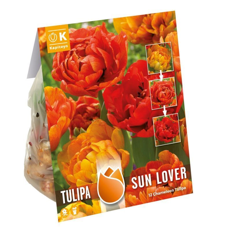 TULIPA SUN LOVER x 10 – Windyridge Garden Centre