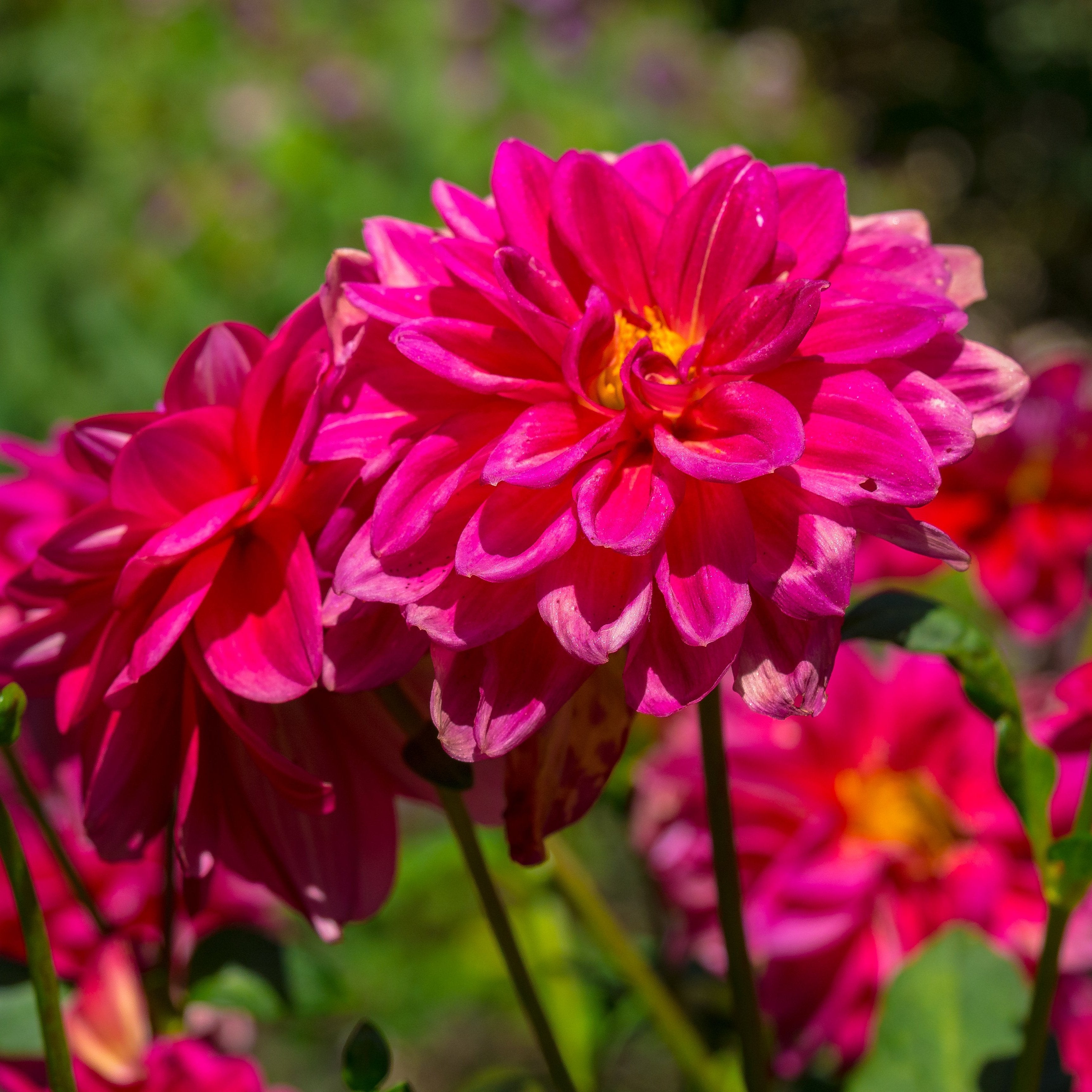DAHLIA Dreamy Dance – Windyridge Garden Centre