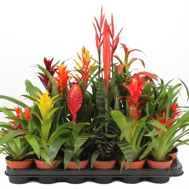 Bromelia Classic Mix (9cm Pot) – Windyridge Garden Centre