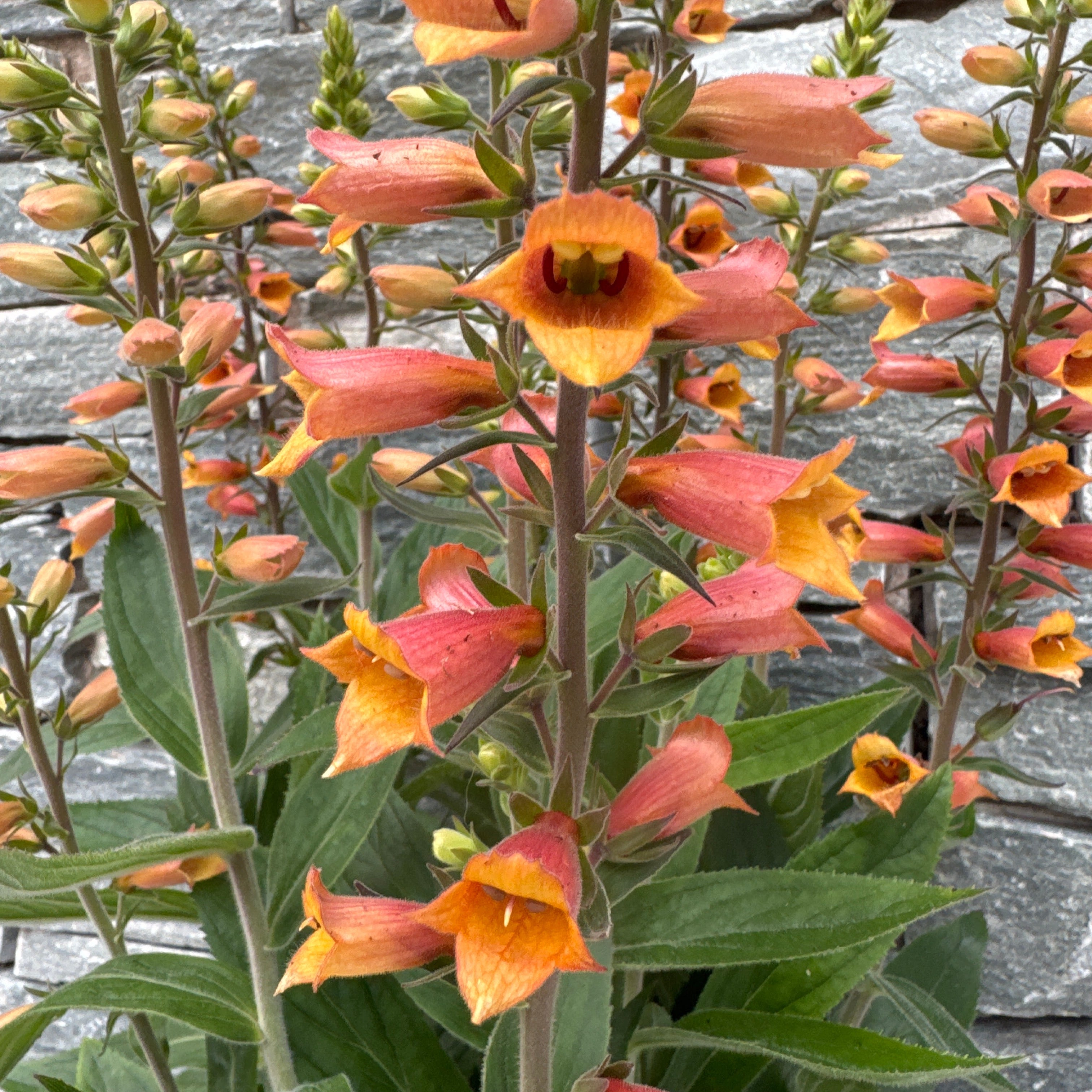 DIGIPLEXIS FIRECRACKER – Windyridge Garden Centre