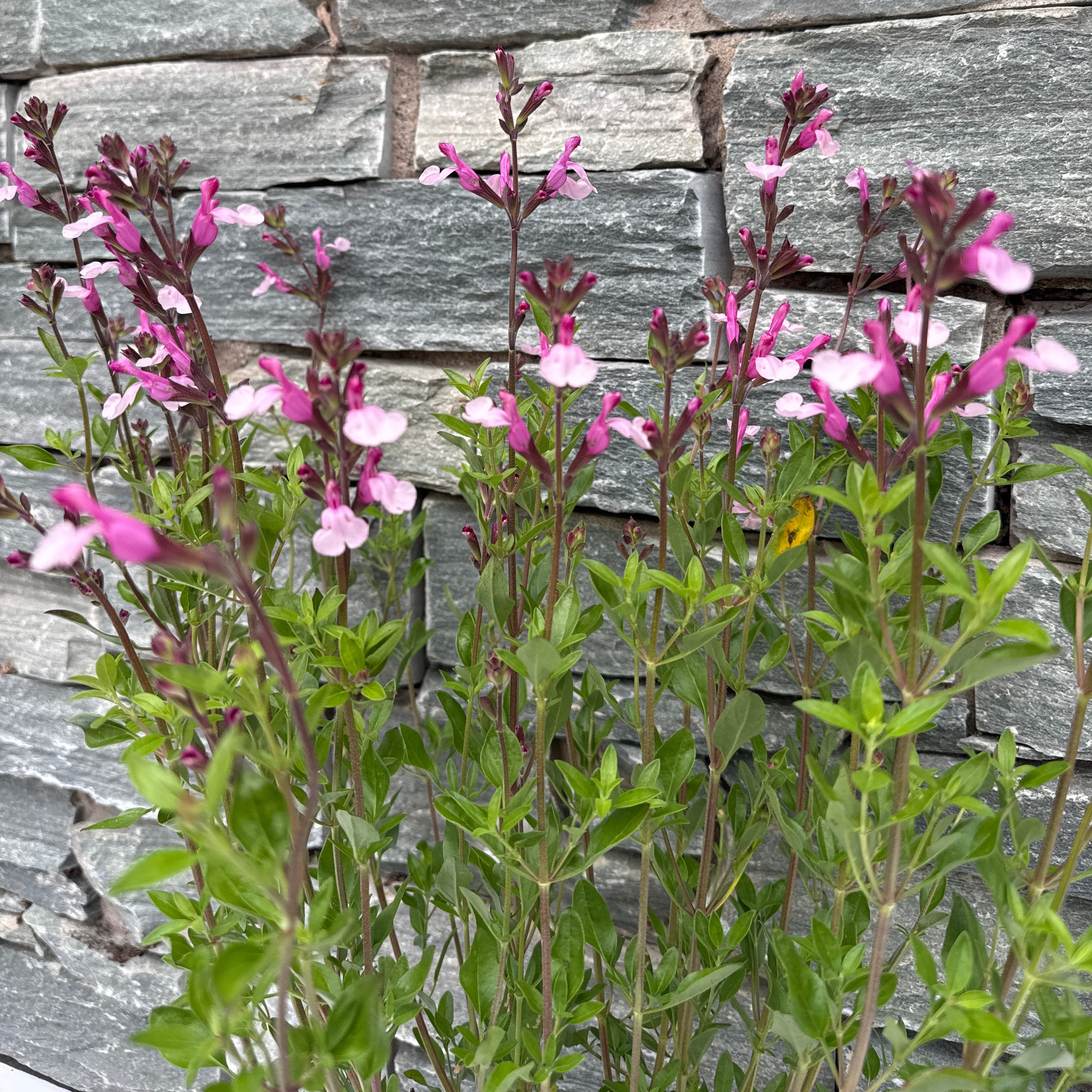 Buy Salvia Joy 3Ltr Pot Online | Windyridge Garden Centre – Windyridge ...