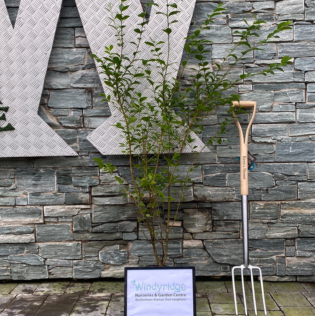 Ligustrum ovalifolium – Windyridge Garden Centre