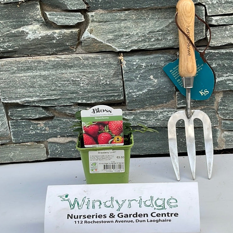 Strawberry Loran 9cm – Windyridge Garden Centre