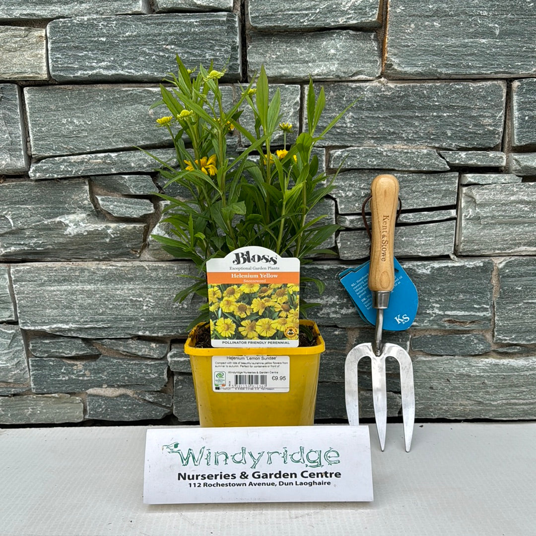 Helenium Lemon Sundae – Windyridge Garden Centre