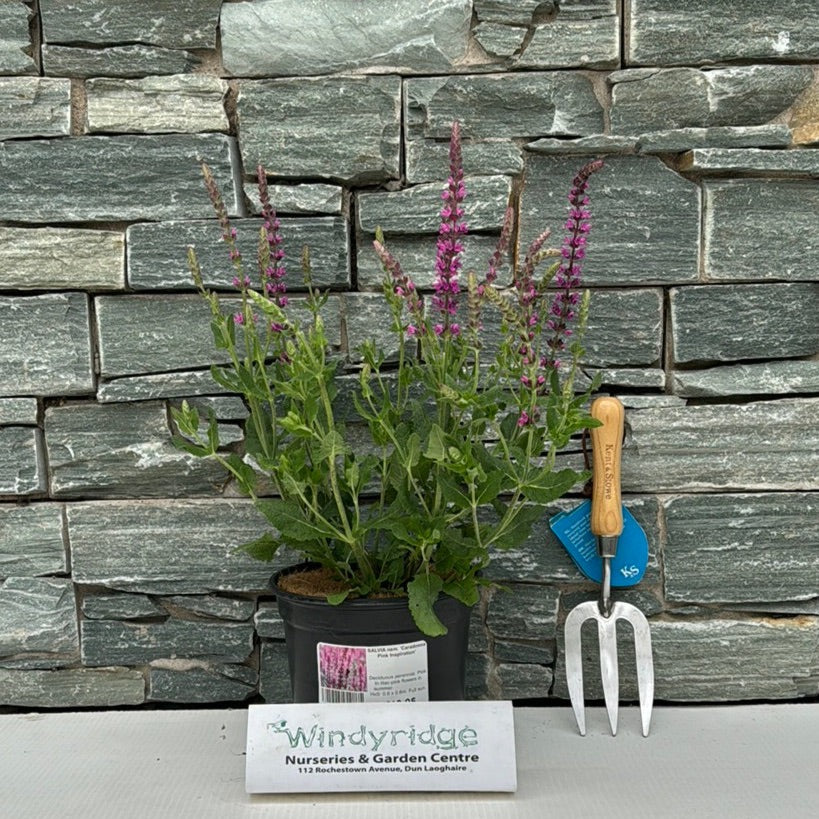 SALVIA nem. Caradonna Pink Inspiration – Windyridge Garden Centre