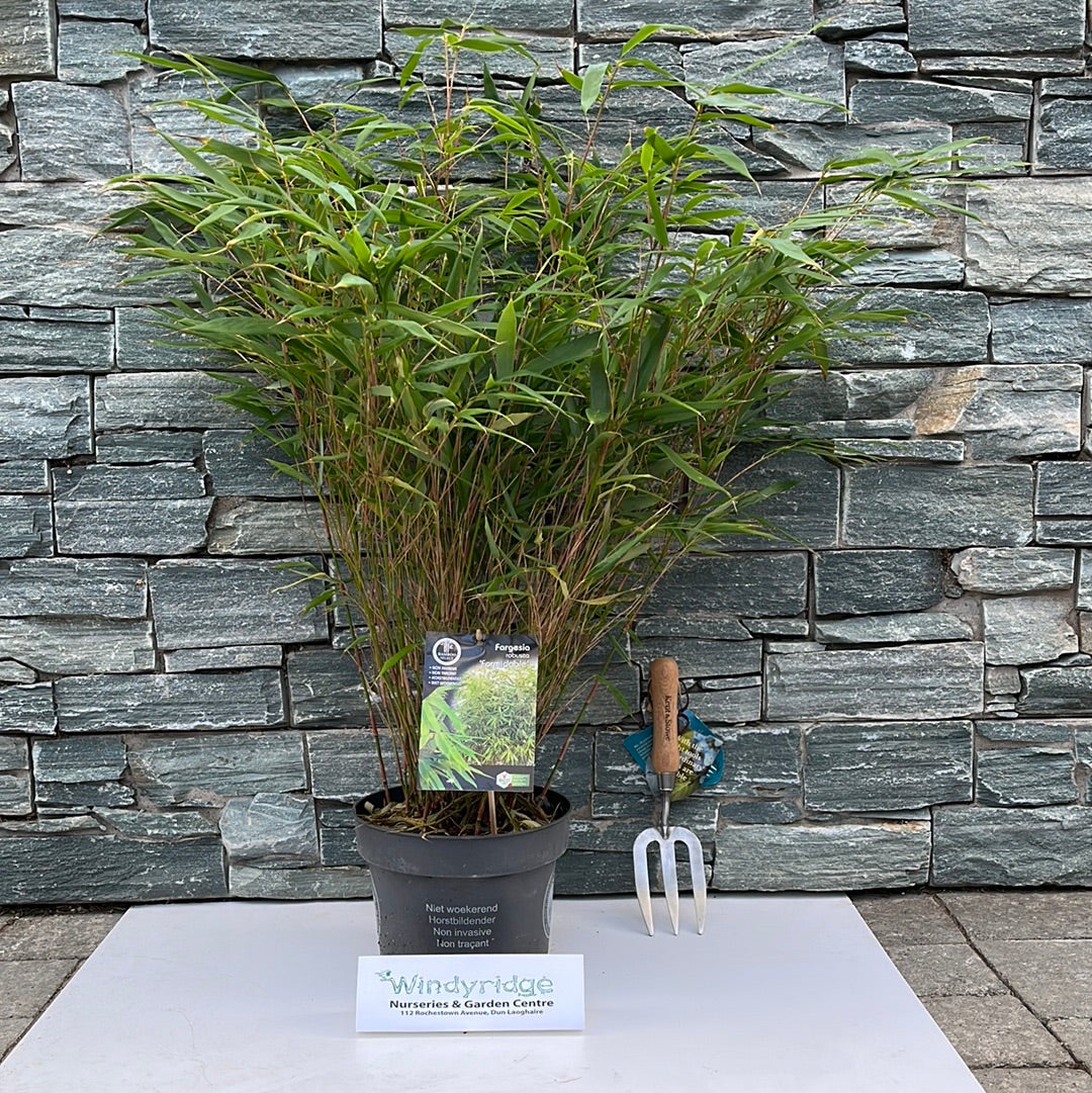Fargesia robusta Formidable 5 Ltr pot – Windyridge Garden Centre