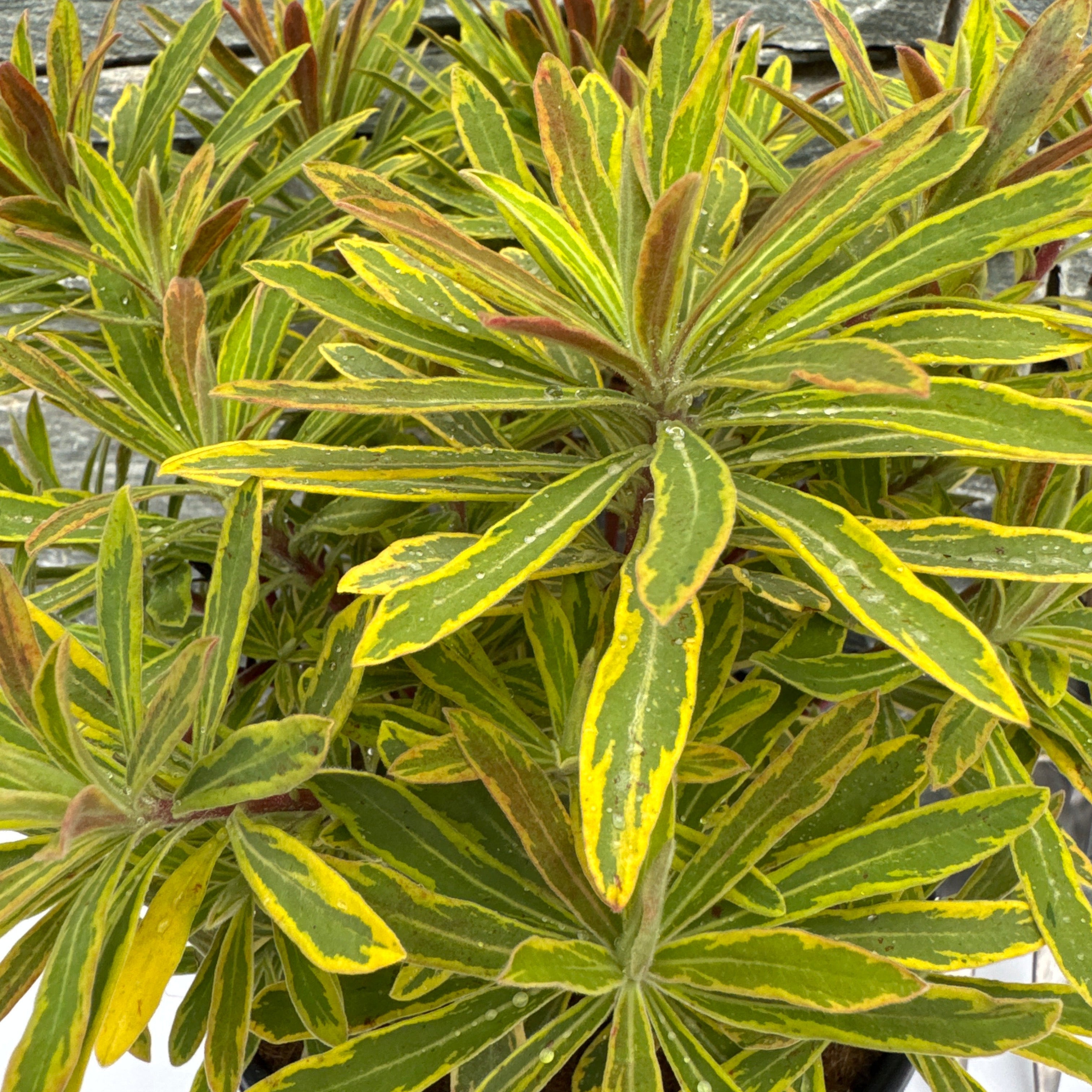 Buy Euphorbia Ascot Rainbow Online | Windyridge Garden Centre ...