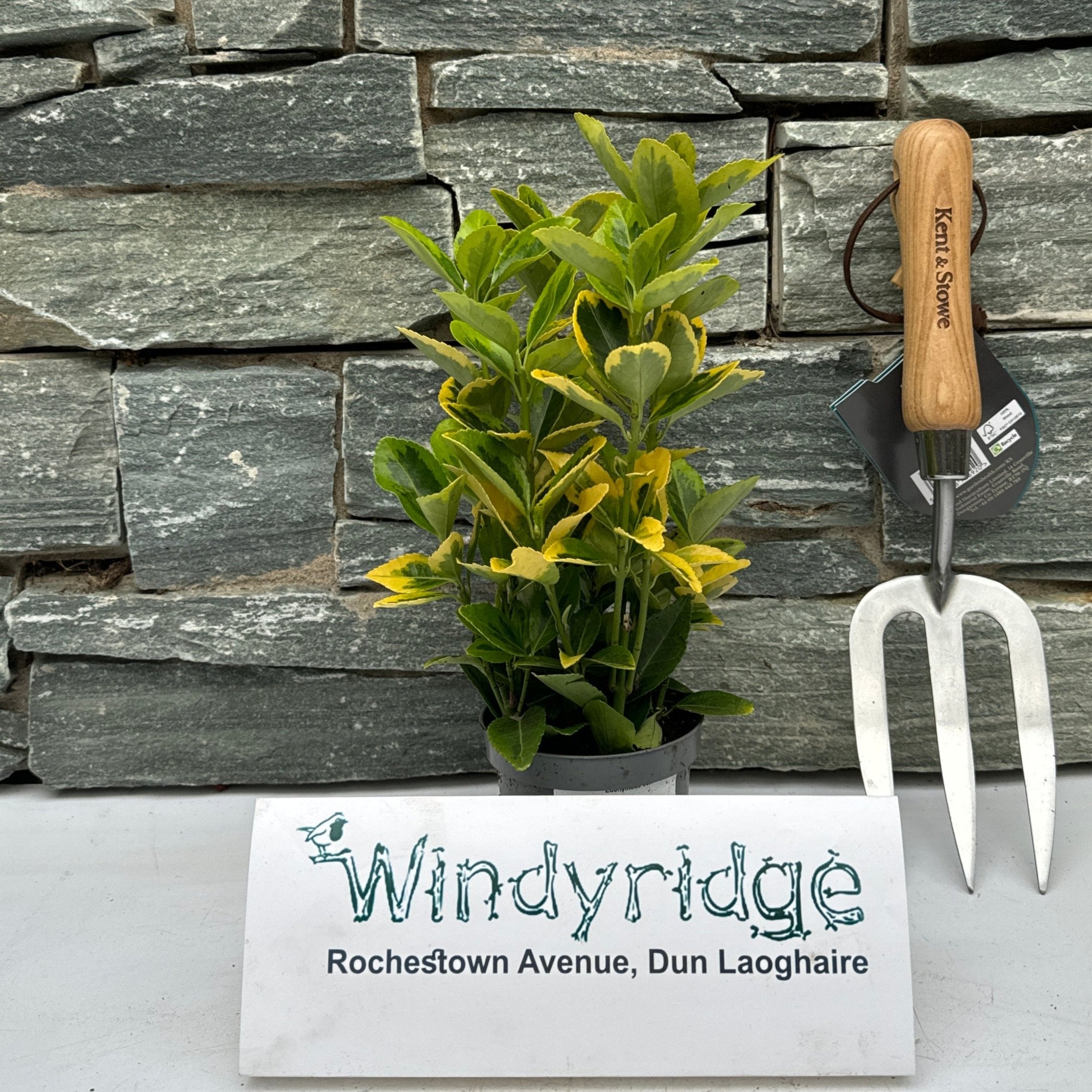 euonymus 9cm – Windyridge Garden Centre