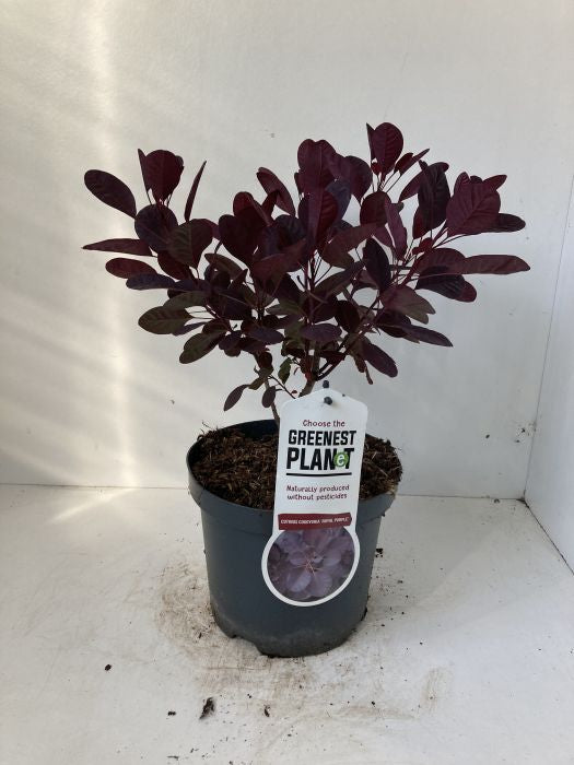 Cotinus cog. Royal Purple – Windyridge Garden Centre