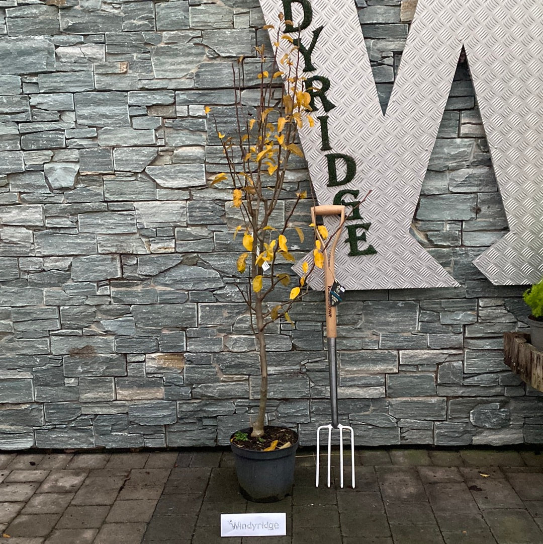 Pyrus c. Doyenn du Comice – Windyridge Garden Centre