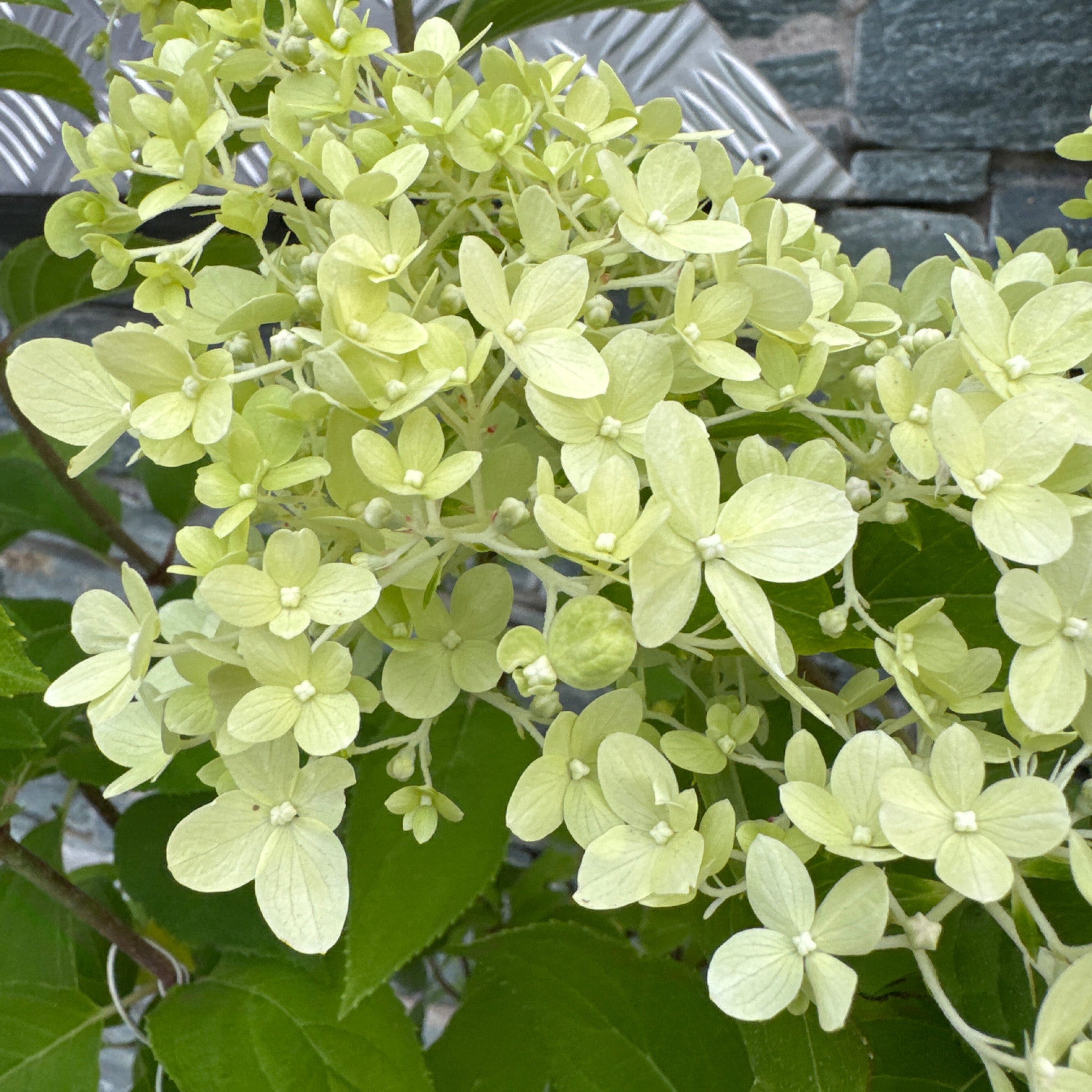 Buy Hydrangea Pan. Limelight Online | Windyridge Garden Centre ...