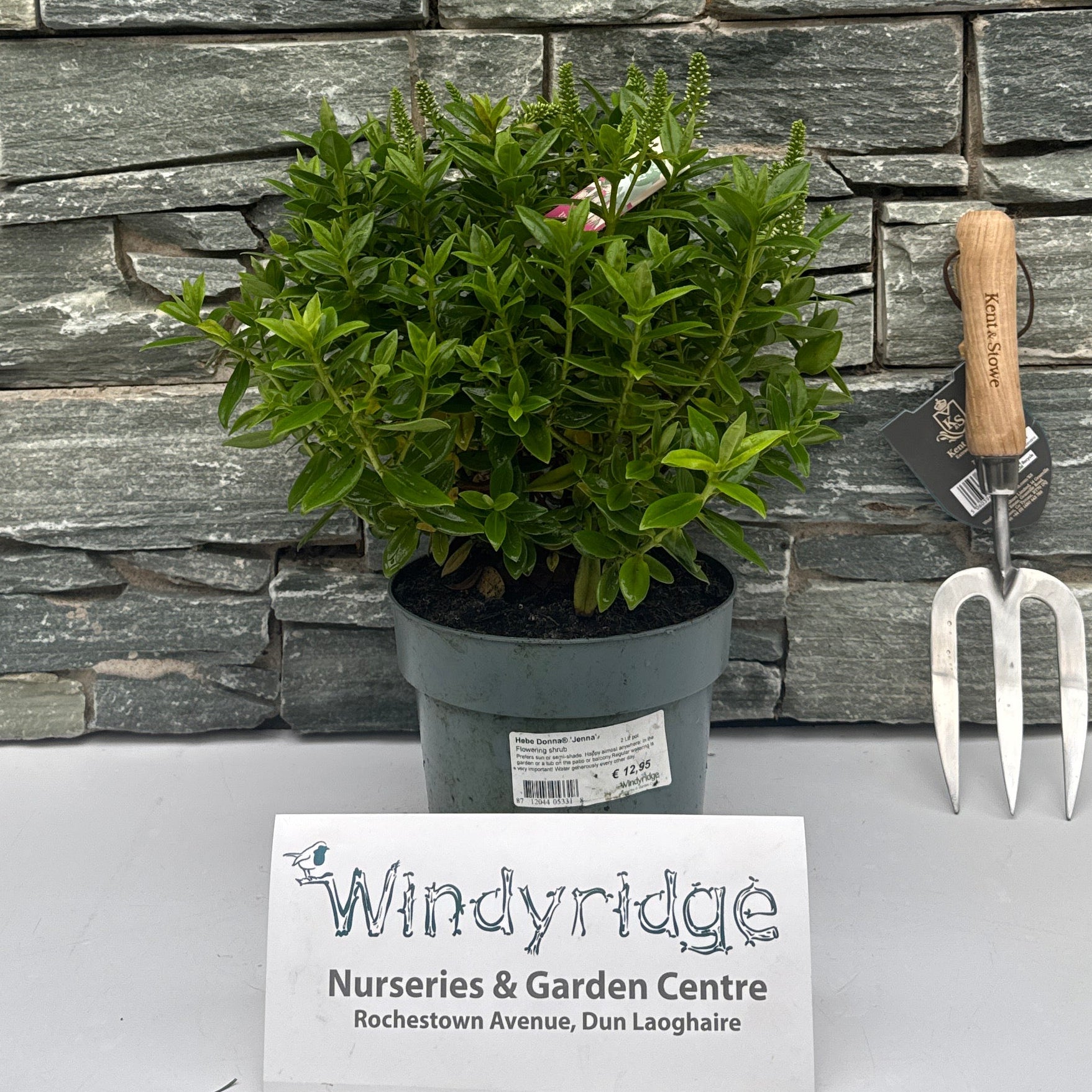 Hebe Donna Jenna 2 Ltr pot – Windyridge Garden Centre