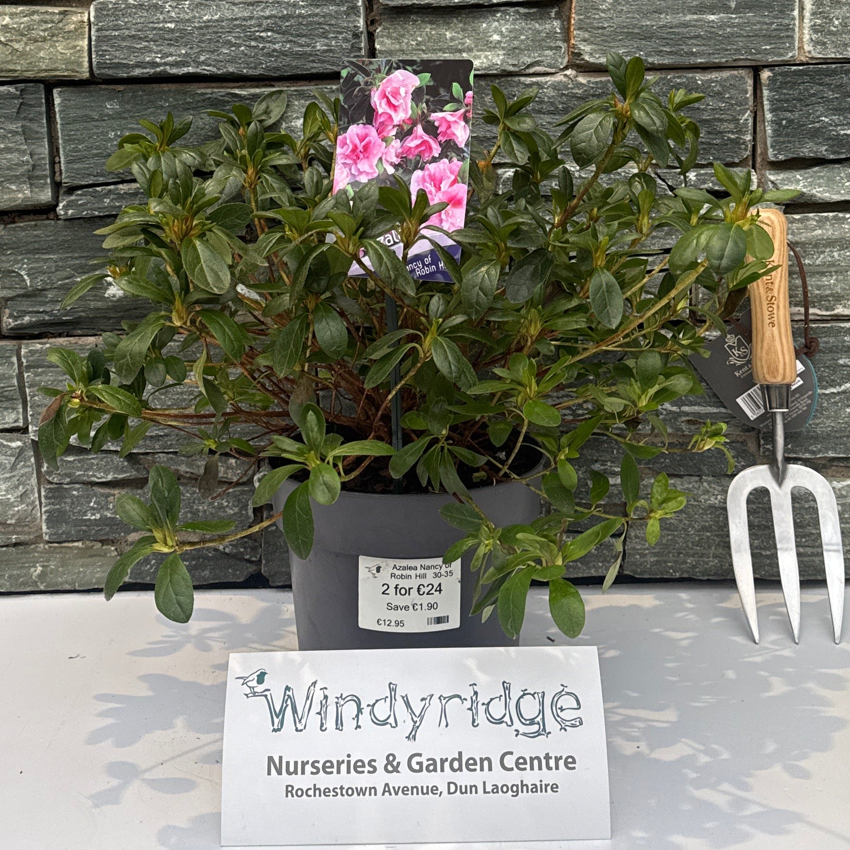 Azalea Nancy of Robin Hill 30-35cm – Windyridge Garden Centre