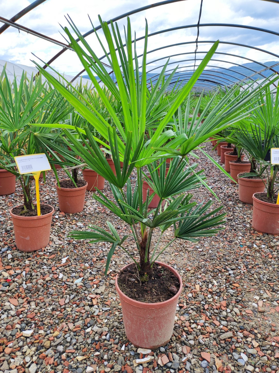 CHAMAEROPS EXCELSA (Trachycarpus fortunei) CLT 7 / 10 – Windyridge ...