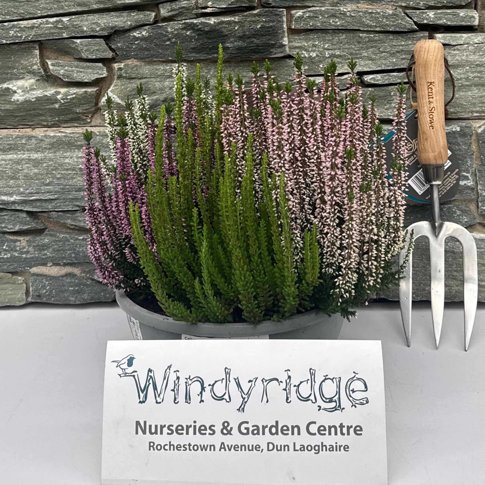 Calluna vulgaris B.Ladies High Five P23 – Windyridge Garden Centre
