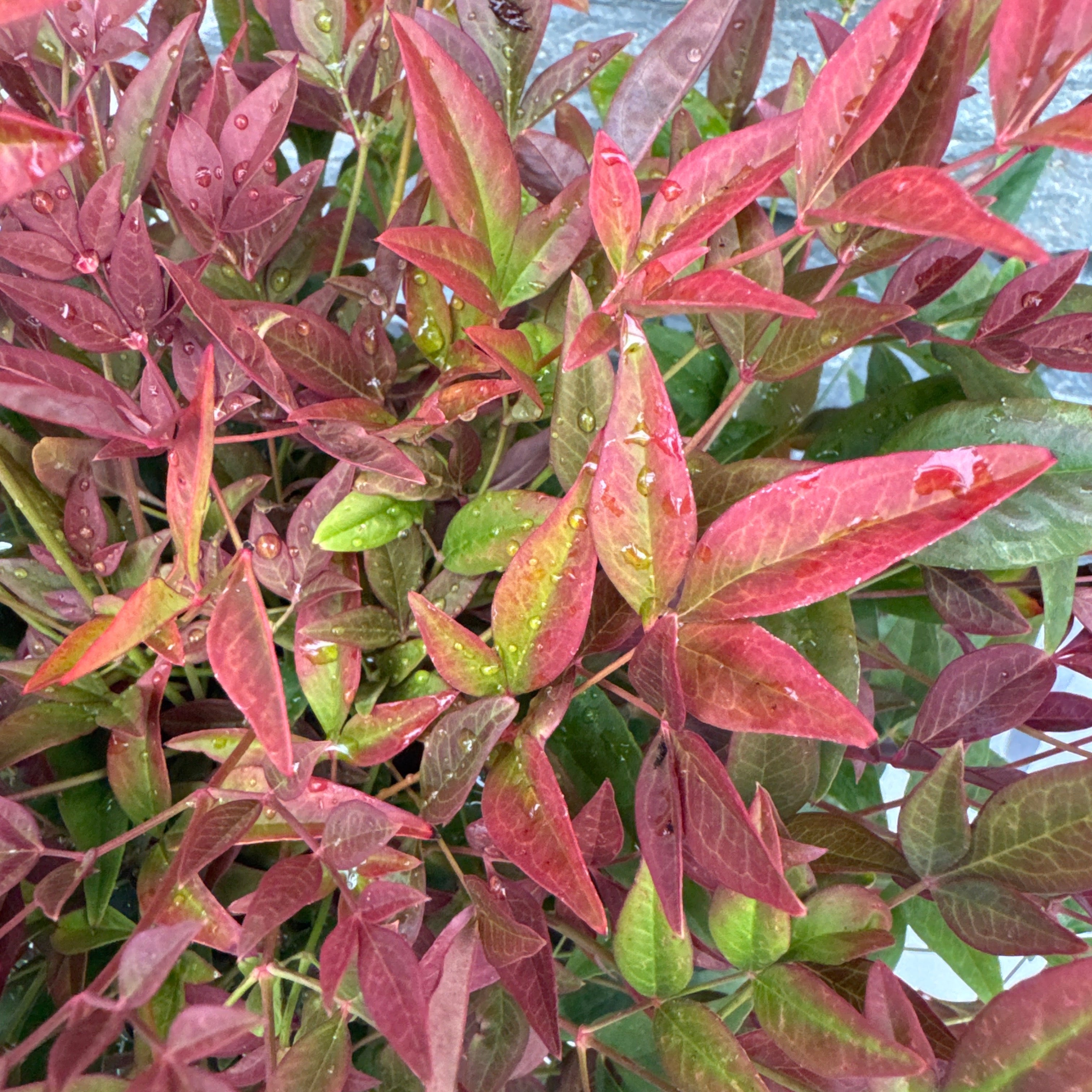 Nandina dom. Obsessed 25-30 CM C2 – Windyridge Garden Centre