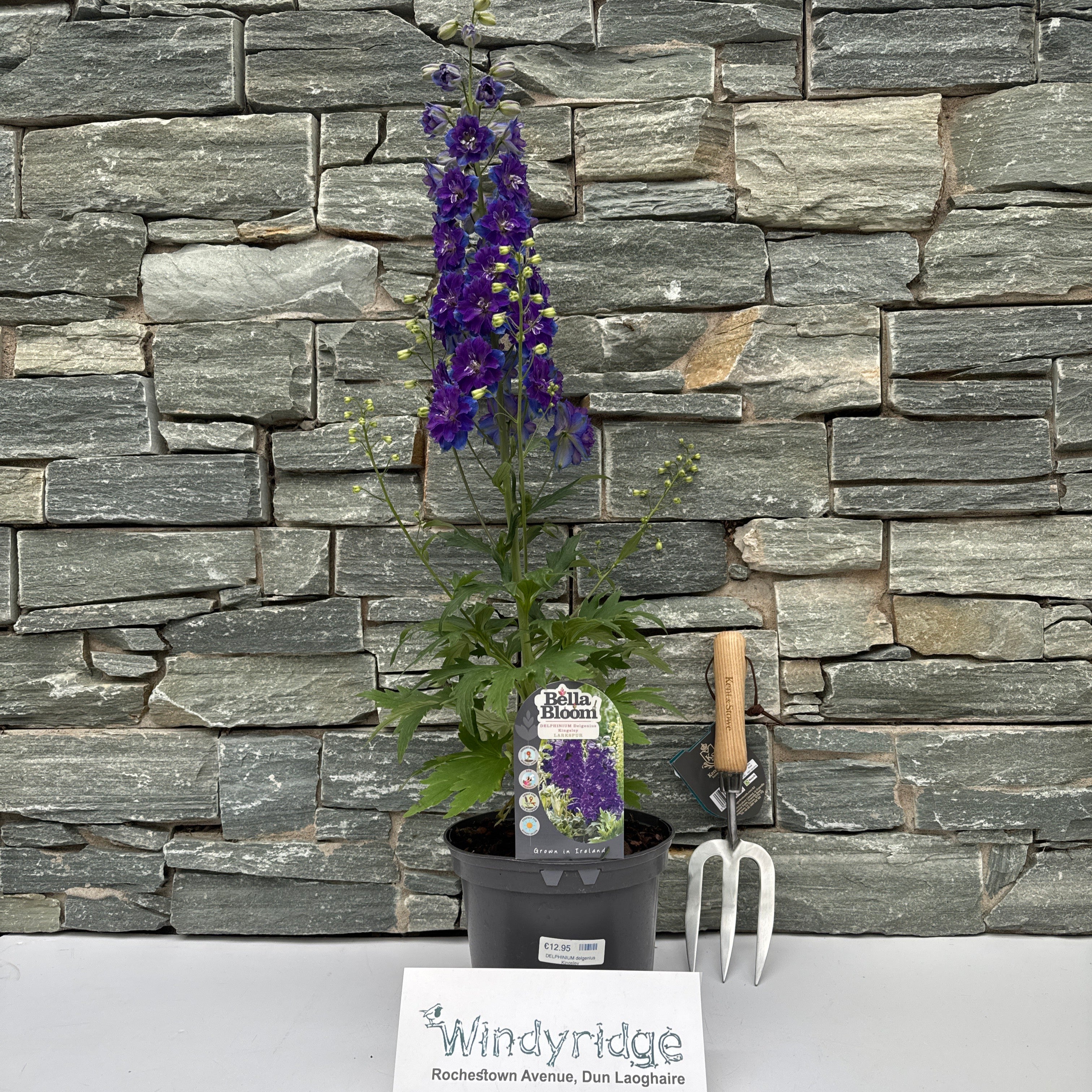 Buy Delphinium Delgenius Kingsley Online | Windyridge Garden Centre ...
