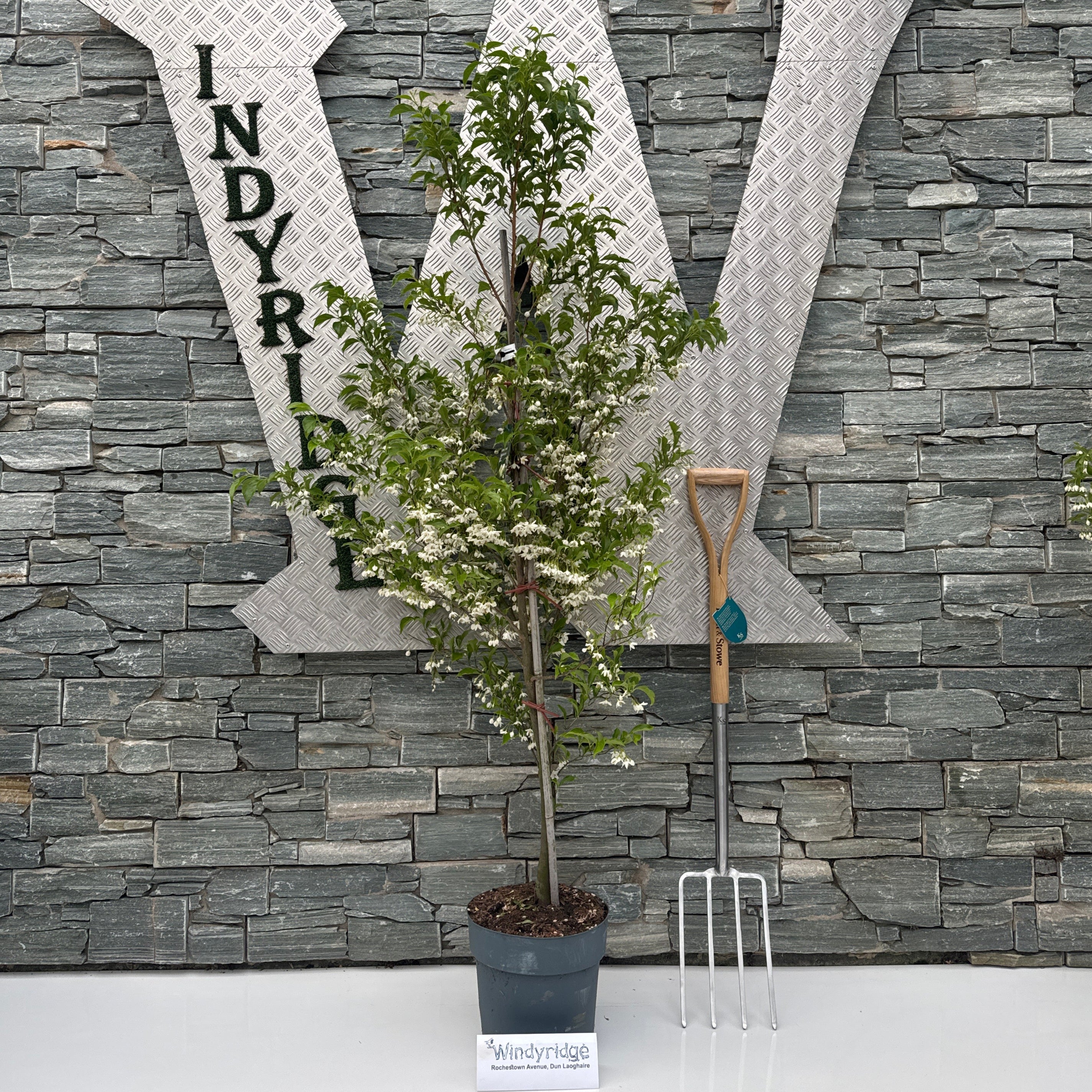 Styrax japonicus June Snow (pbr) – Windyridge Garden Centre