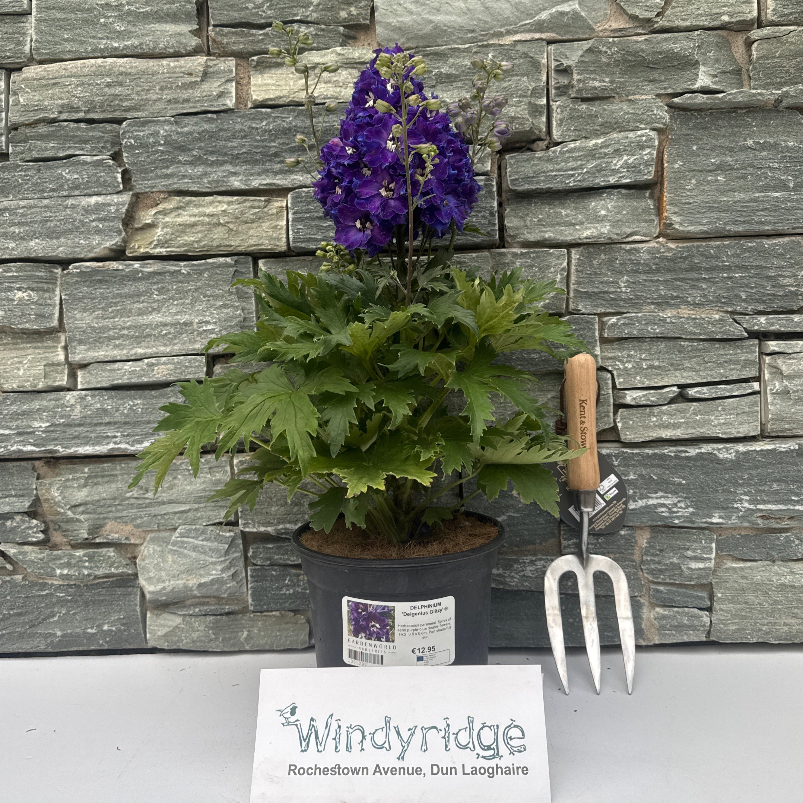 DELPHINIUM Delgenius Glitzy – Windyridge Garden Centre