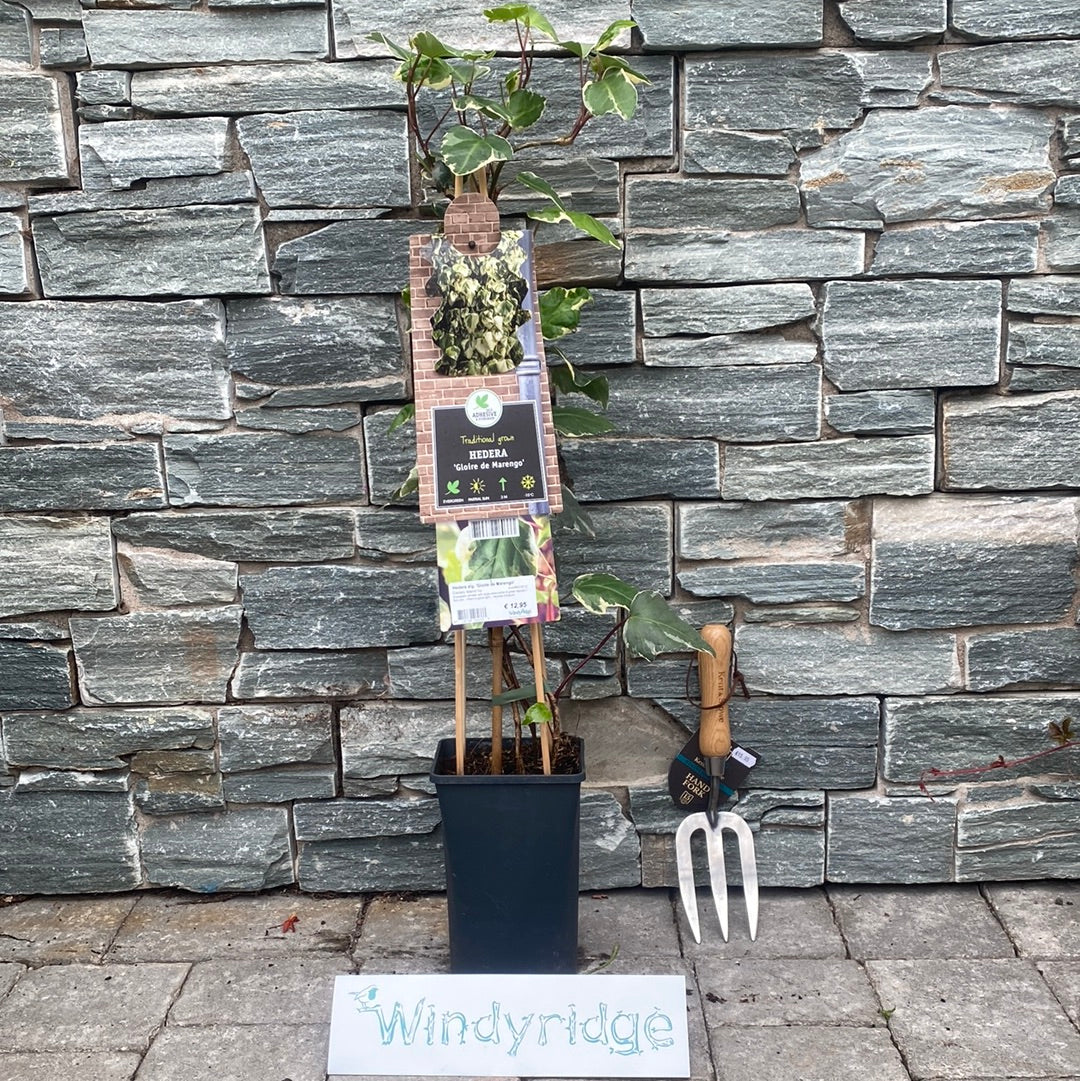 Ivy Hedera alg. Gloire de Marengo (2.25Ltr Pot) – Windyridge Garden Centre