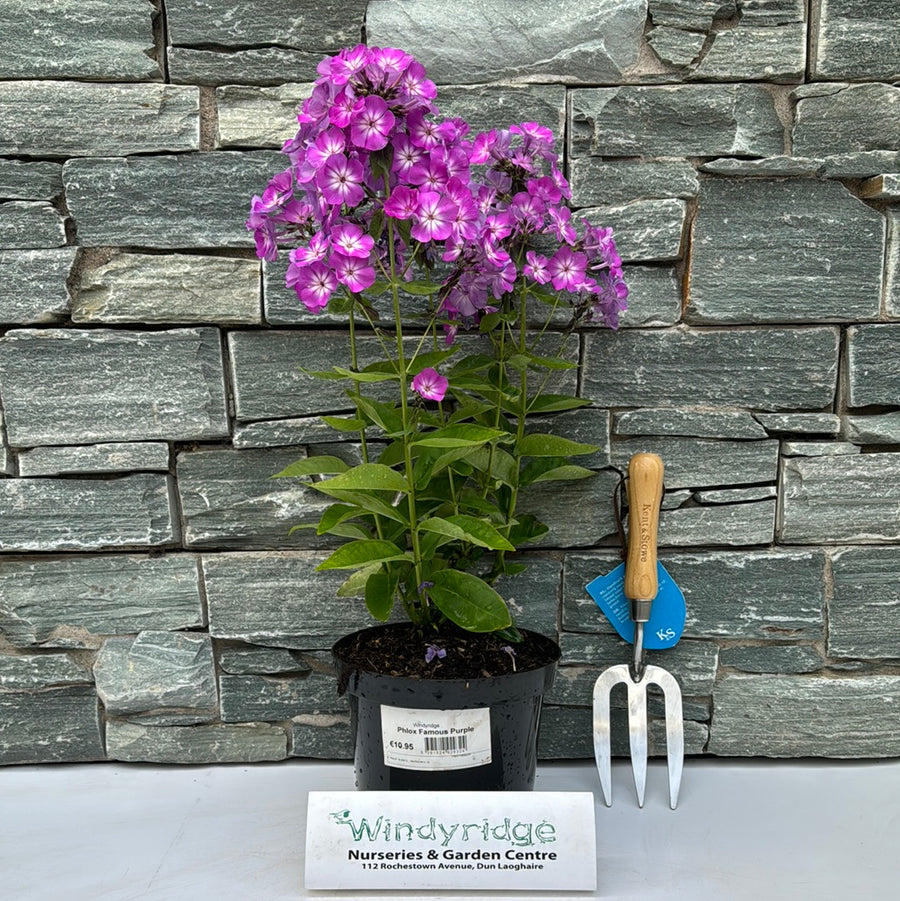 Phlox famous purple – Windyridge Garden Centre