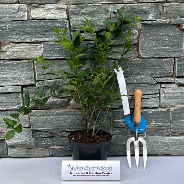 Ligustrum Ovalifolium (Privet) – Windyridge Garden Centre