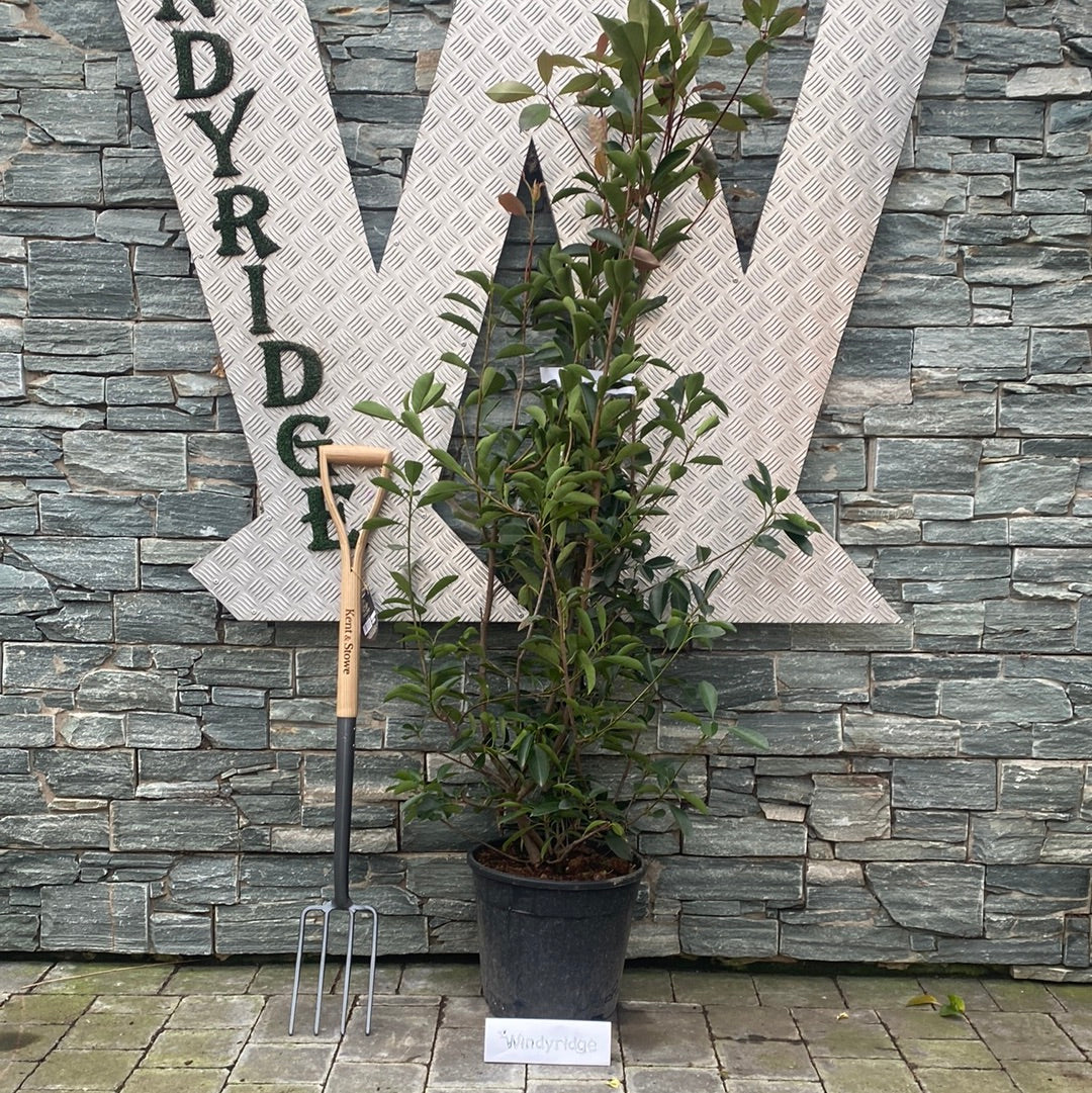 Buy Photinia Serr. "Red Robin" Clt 18 H 100 - 150 Cm Online ...