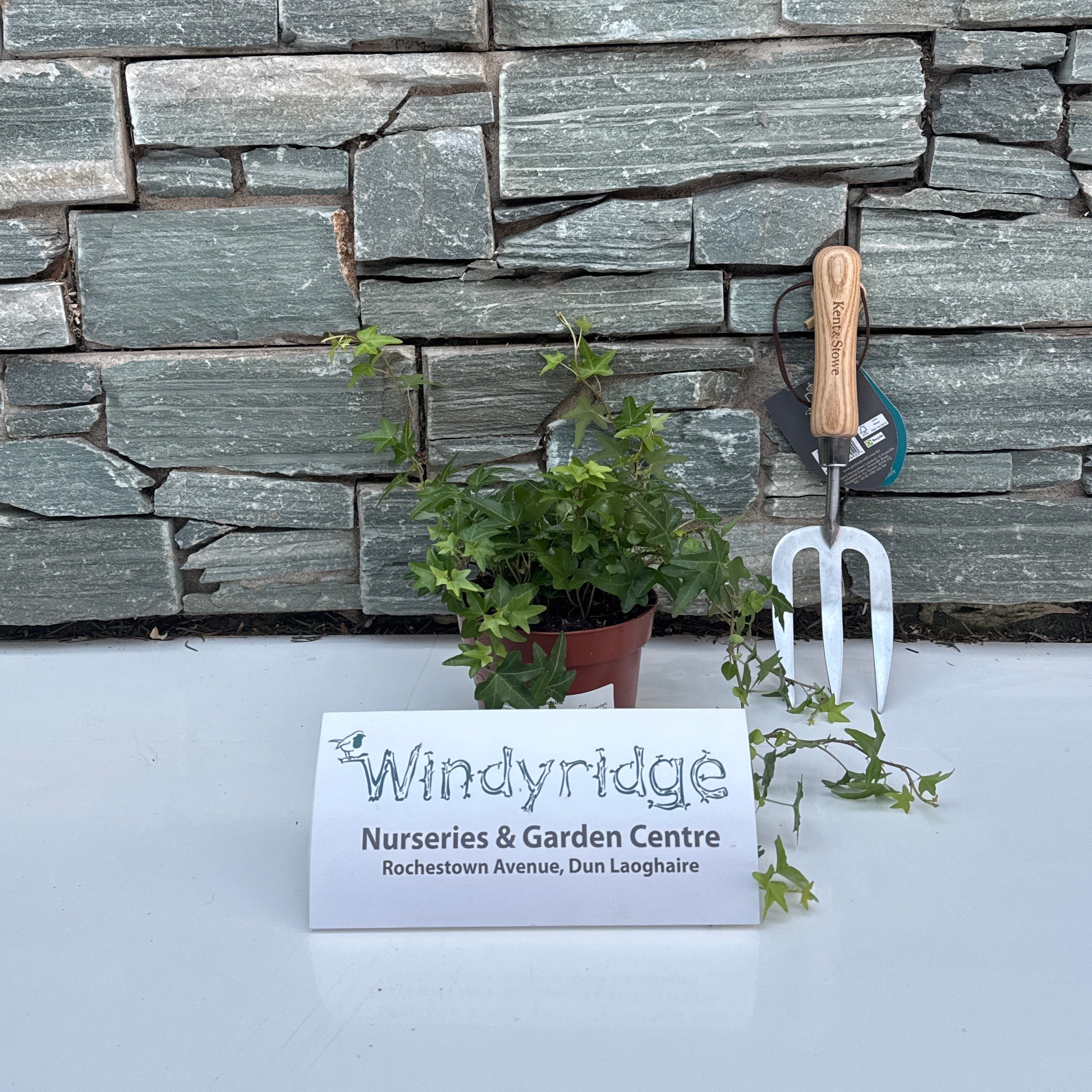 Hedera helix Jacobine / P13 – Windyridge Garden Centre