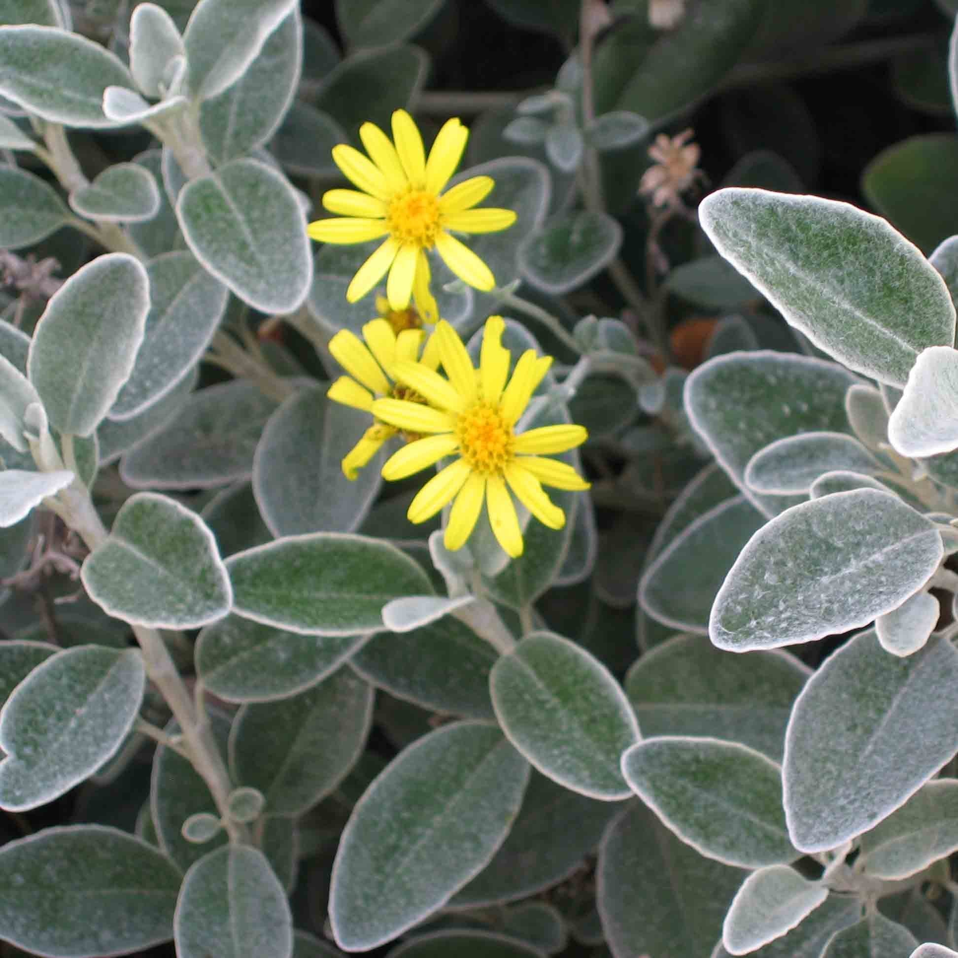 Brachyglottis Sunshine 2 Ltr pot – Windyridge Garden Centre