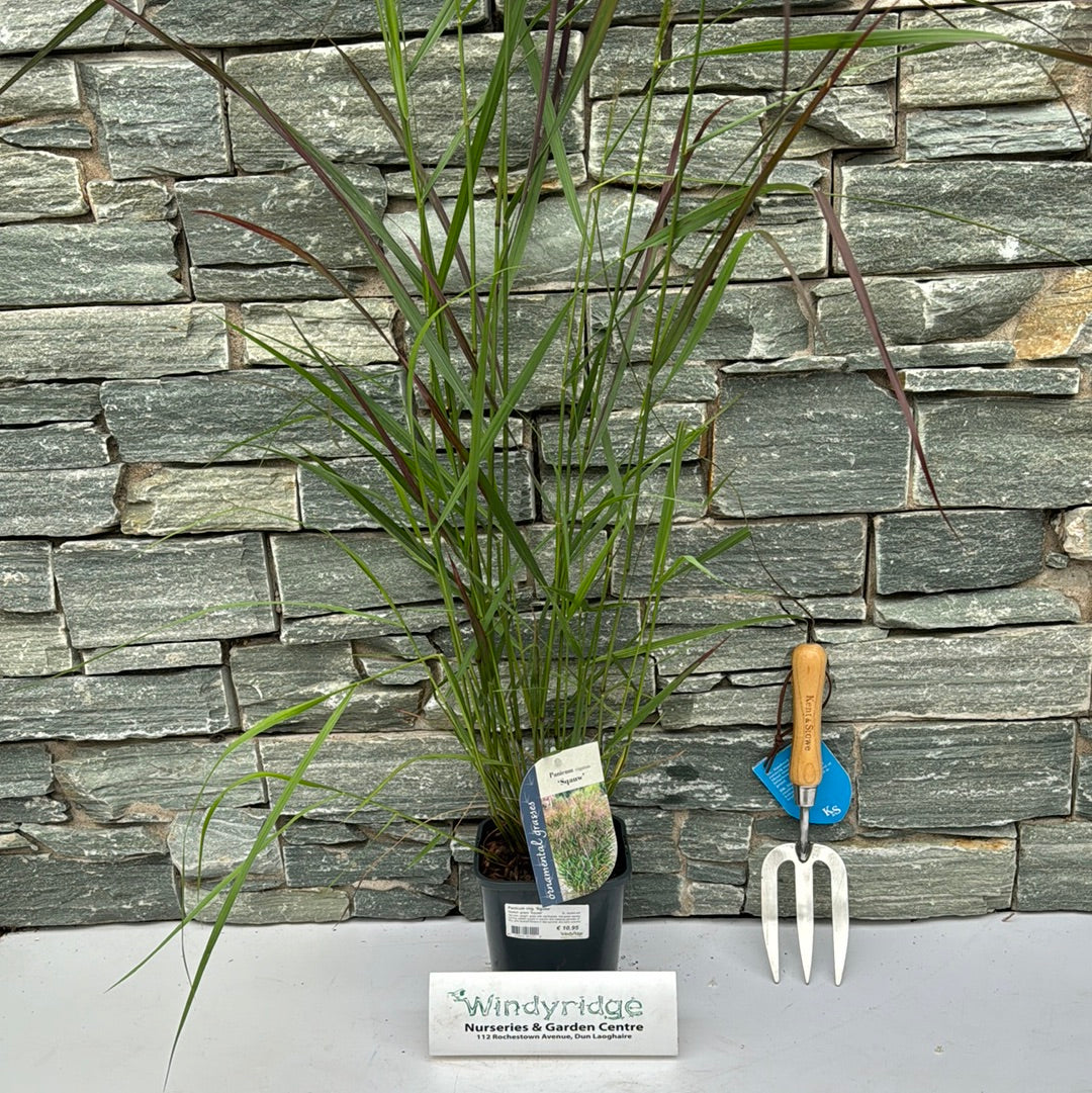 Panicum virg. Squaw 2L, square pot – Windyridge Garden Centre