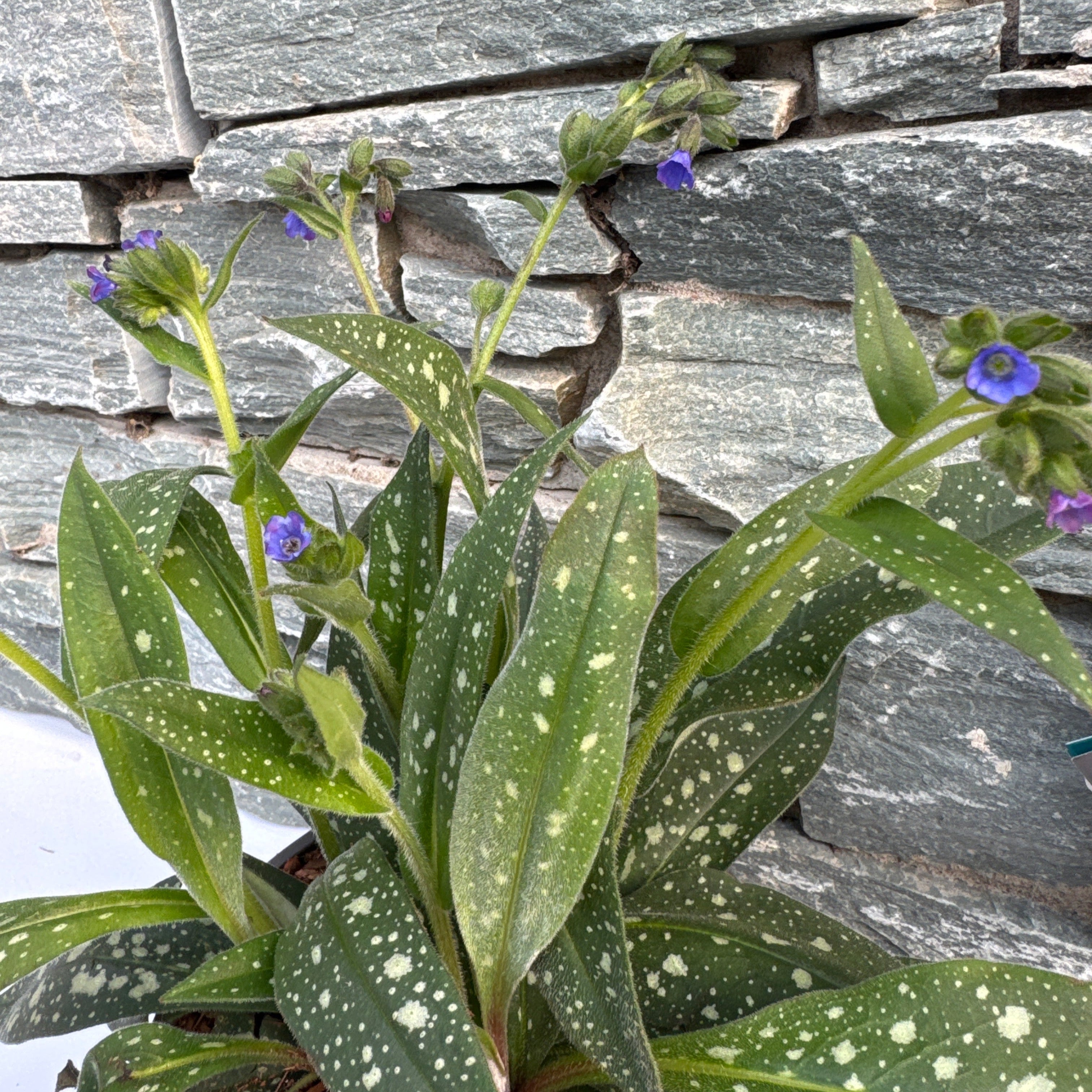 Pulmonaria Miss Elly 2 Ltr pot – Windyridge Garden Centre