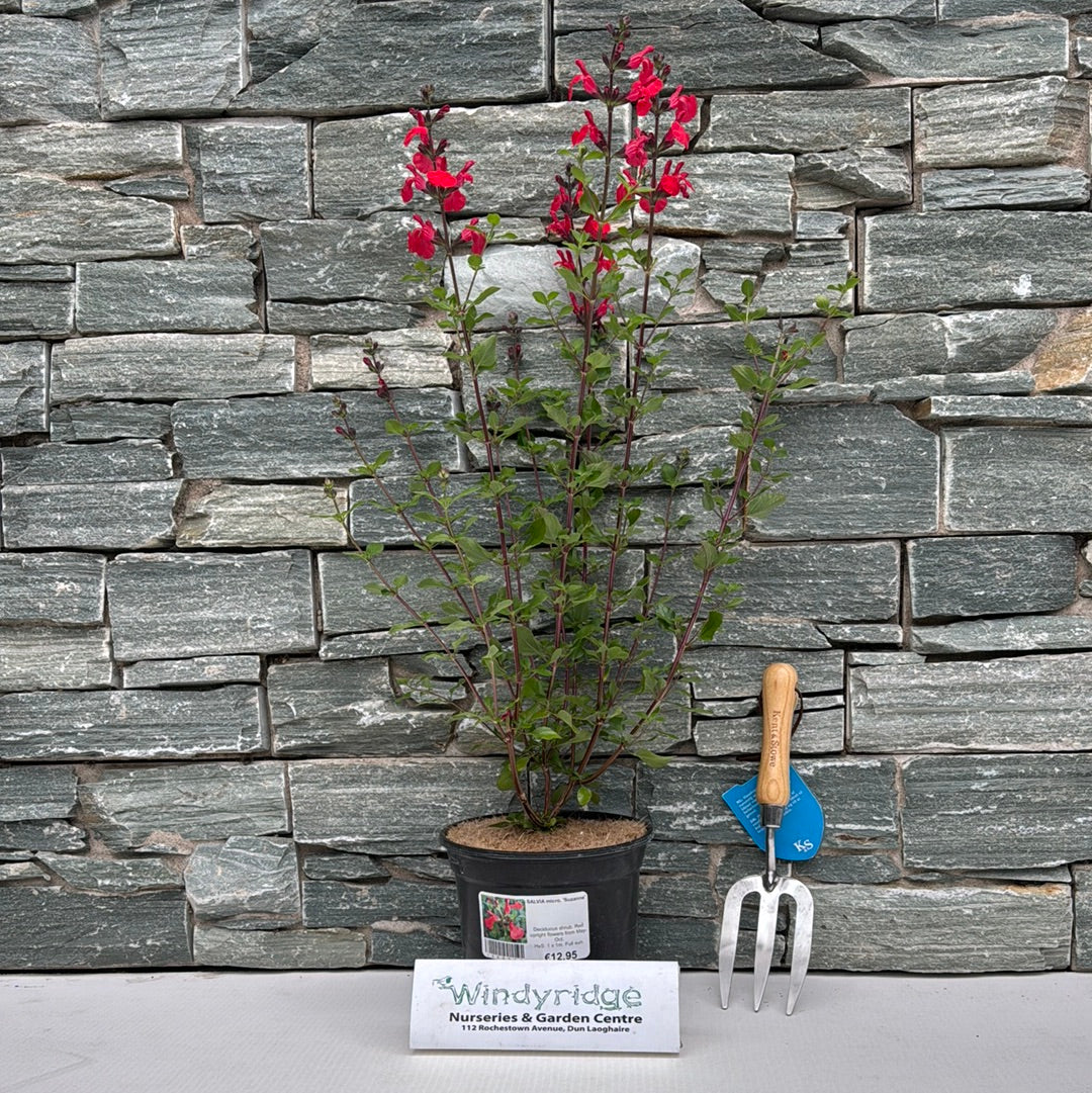 Buy Salvia Micro. Suzanne Online | Windyridge Garden Centre ...