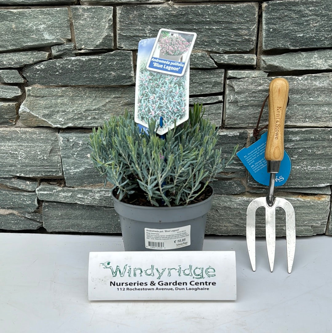 Andromeda pol. Blue Lagoon 20-25 CM C2 – Windyridge Garden Centre