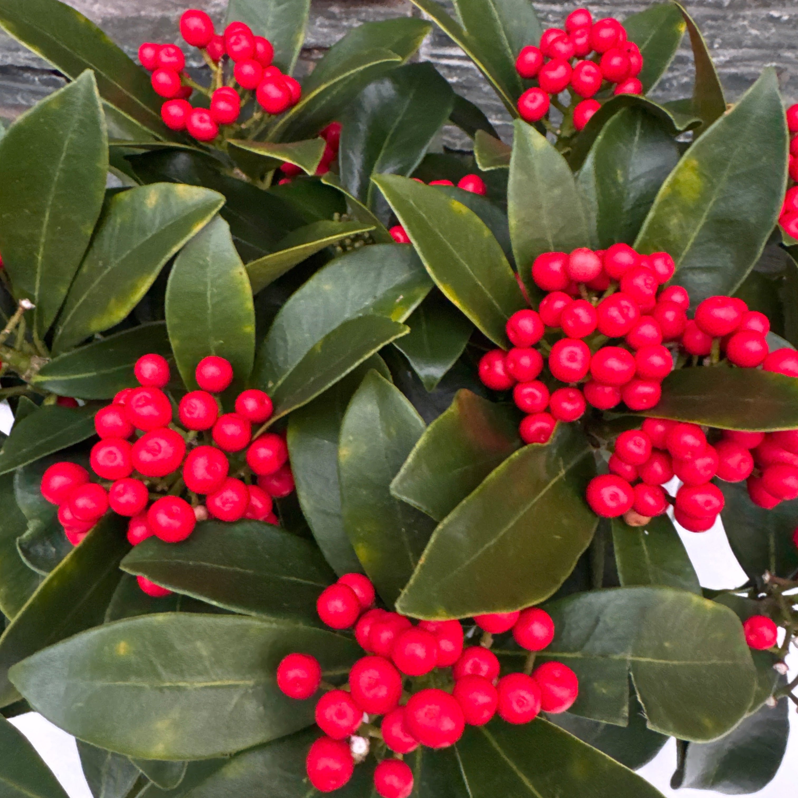 Skimmia jap. Pabella C5 berried 10-15 cl. – Windyridge Garden Centre