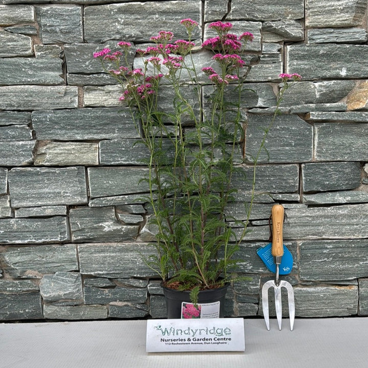 Windyridge Garden Centre – Windyridge Garden Centre