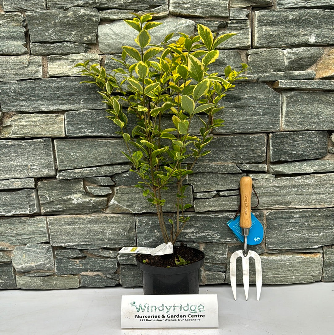 Ligustrum oval. Aureum – Windyridge Garden Centre