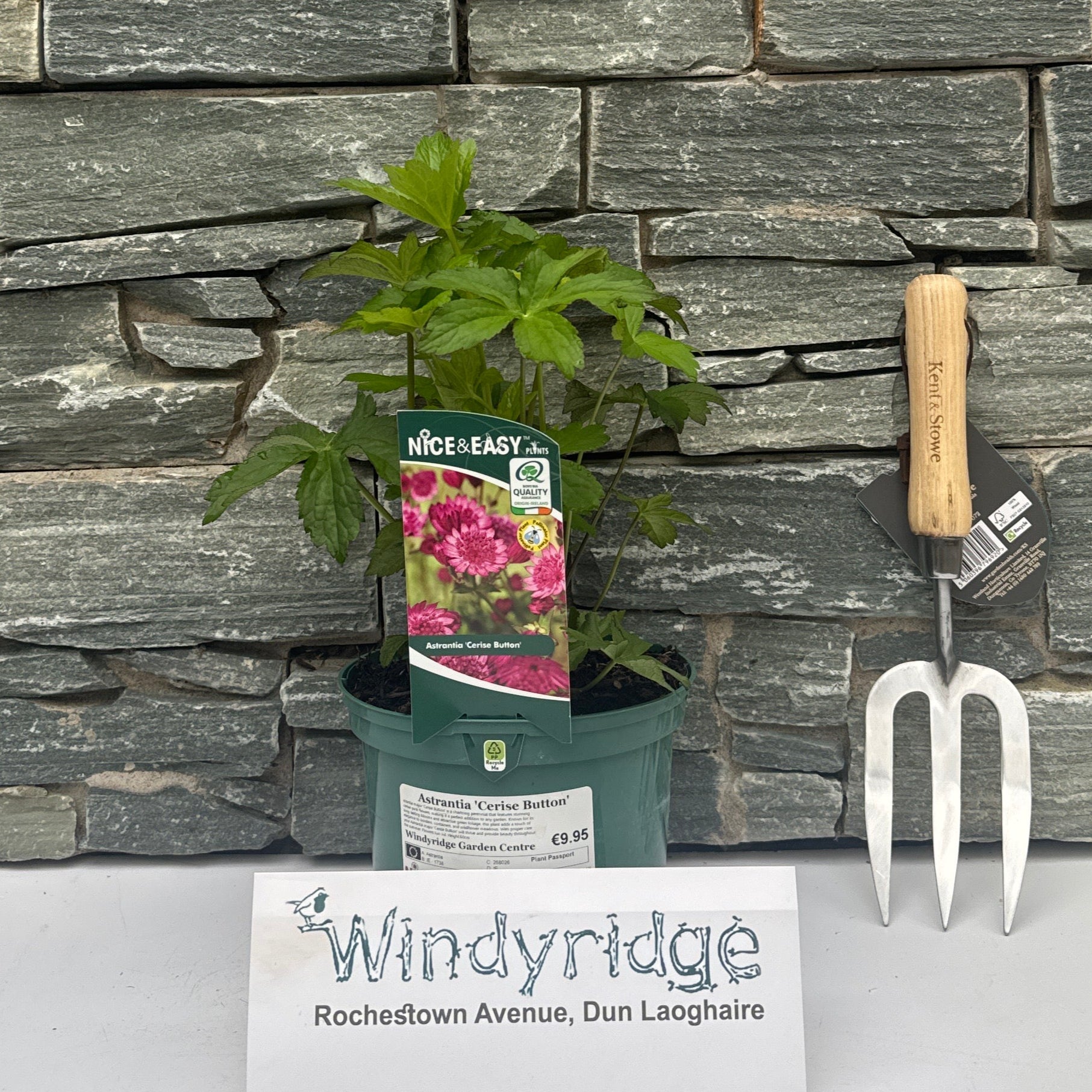 Buy Astrantia Cerise Button Online | Windyridge Garden Centre ...