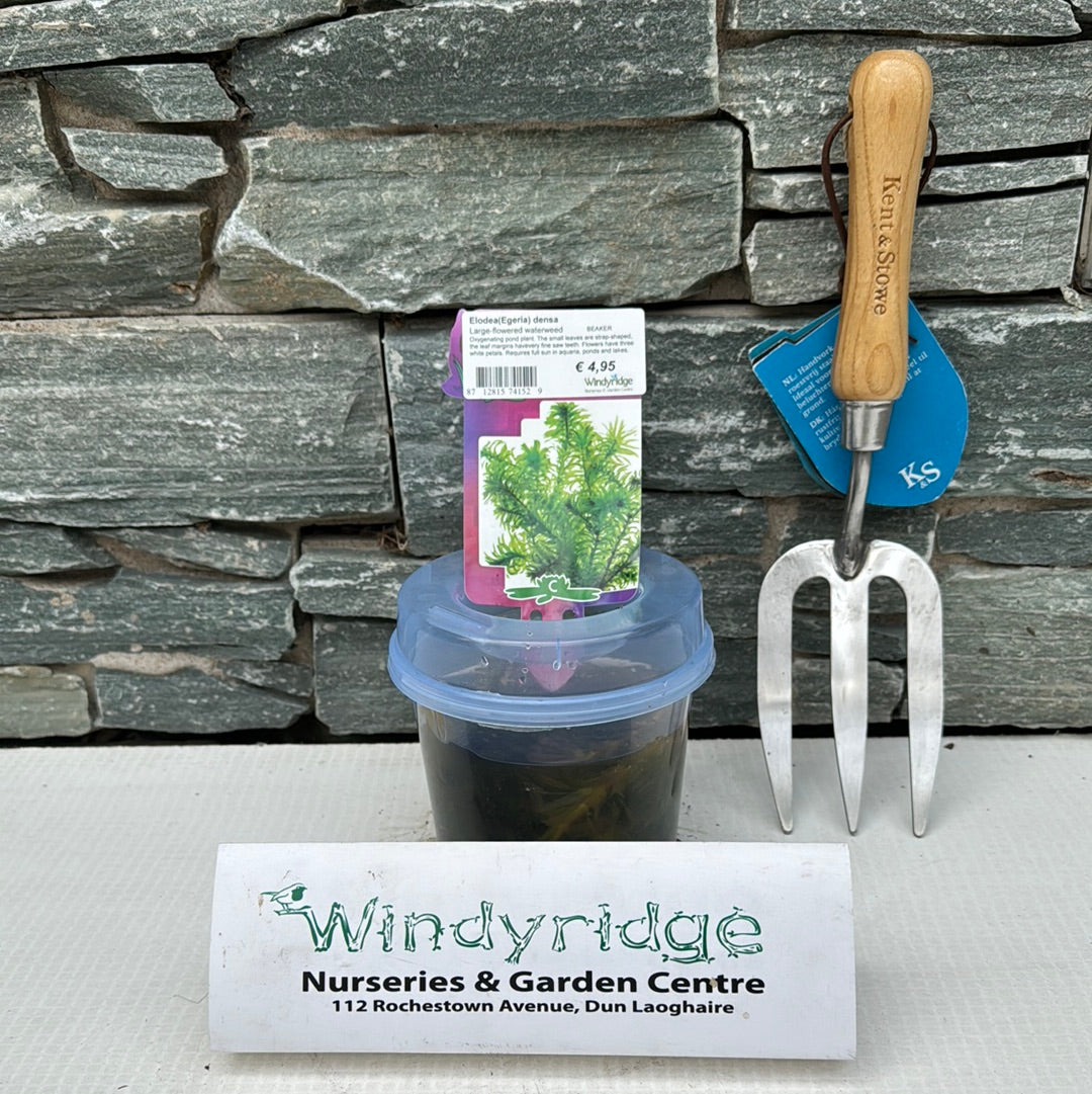 Elodea(Egeria) densa in Container – Windyridge Garden Centre
