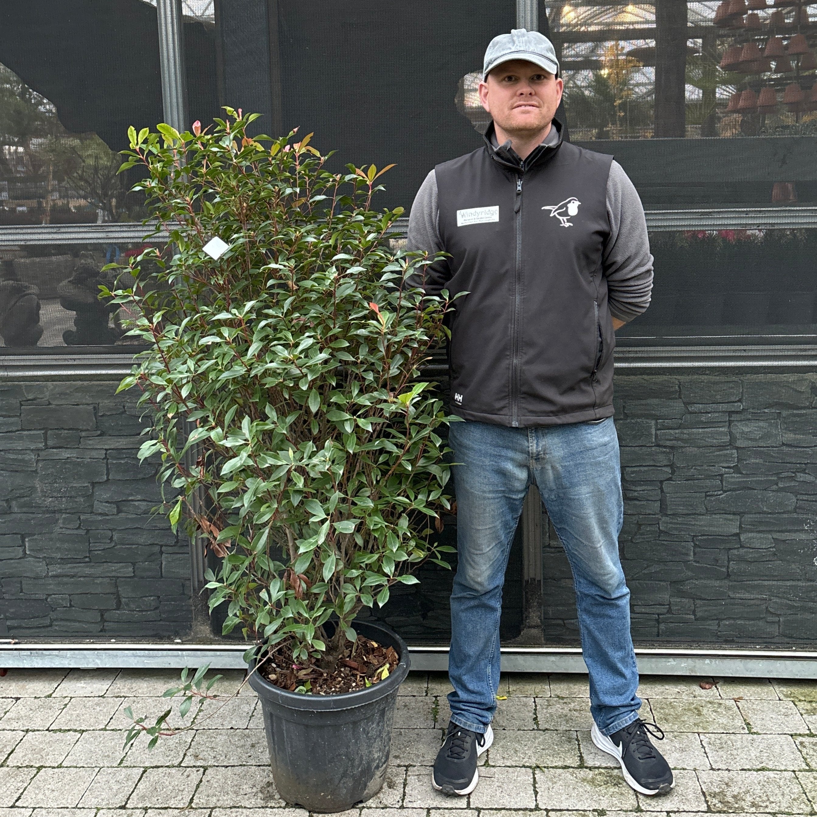 PHOTINIA SERR. RED ROBIN COMPATTA CLT 30 / 35 H 100 - 150 CM ...