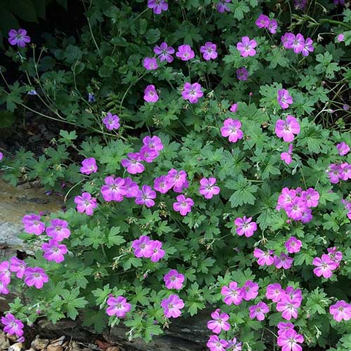 Buy Geranium Mavis Simpson Online | Windyridge Garden Centre ...