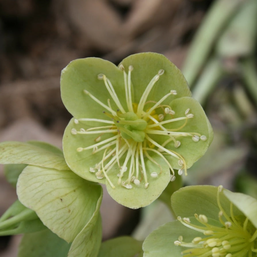 Helleborus lividus – Windyridge Garden Centre
