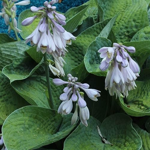 Hosta Big Daddy – Windyridge Garden Centre