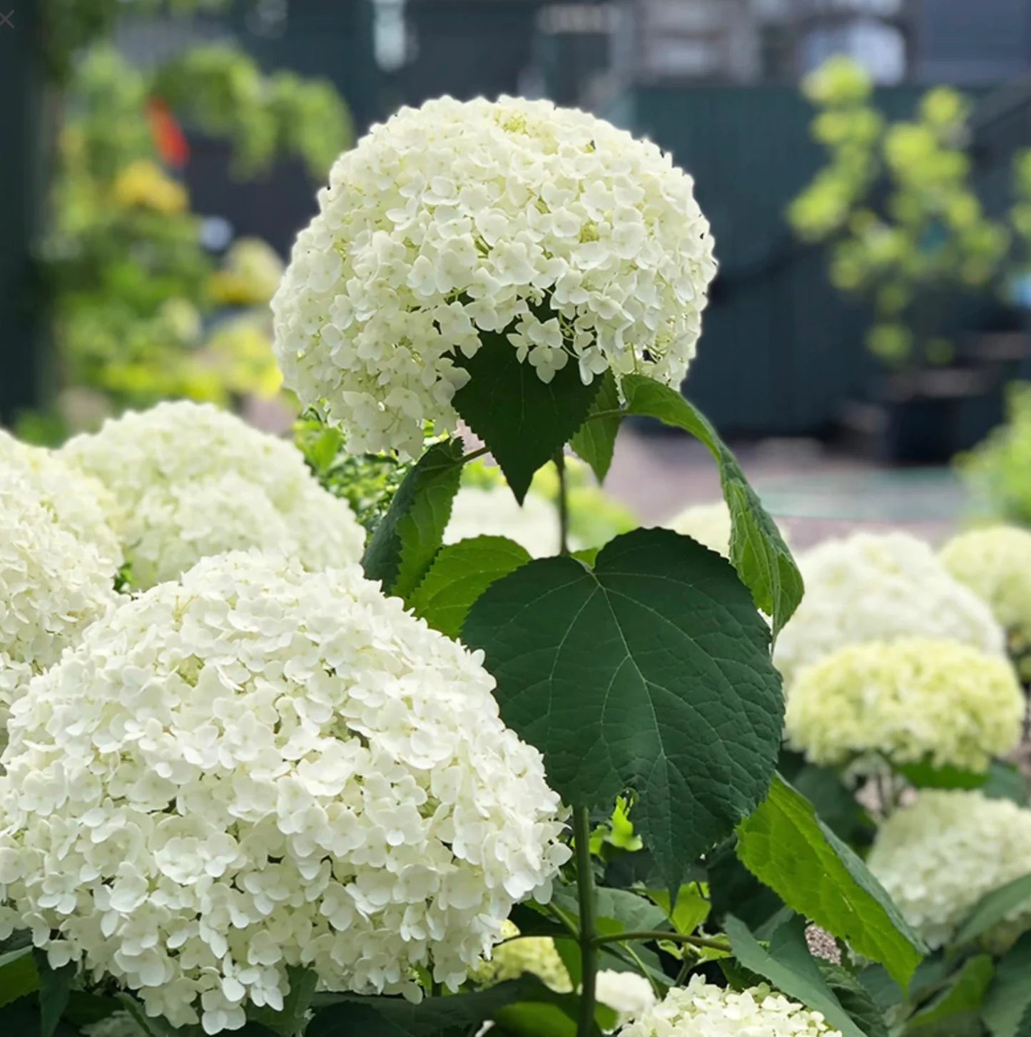Hydrangea arb. Annabelle – Windyridge Garden Centre