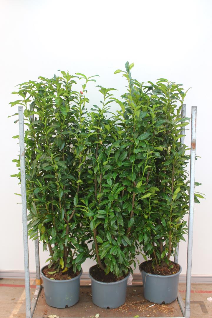 Prunus laur. Genolia – Windyridge Garden Centre