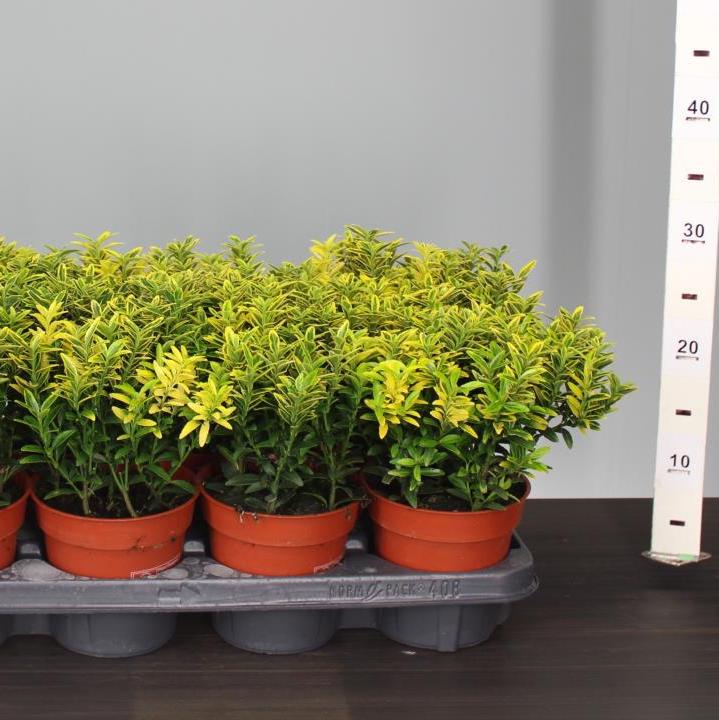 Euonymus jap.Microphyl.Aureo Gold – Windyridge Garden Centre