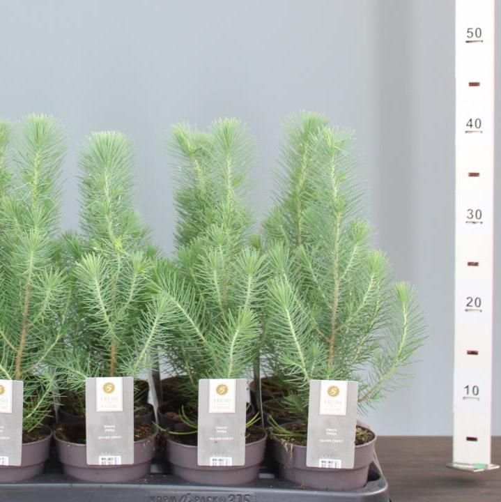 Pinus pinea Silver Crest – Windyridge Garden Centre